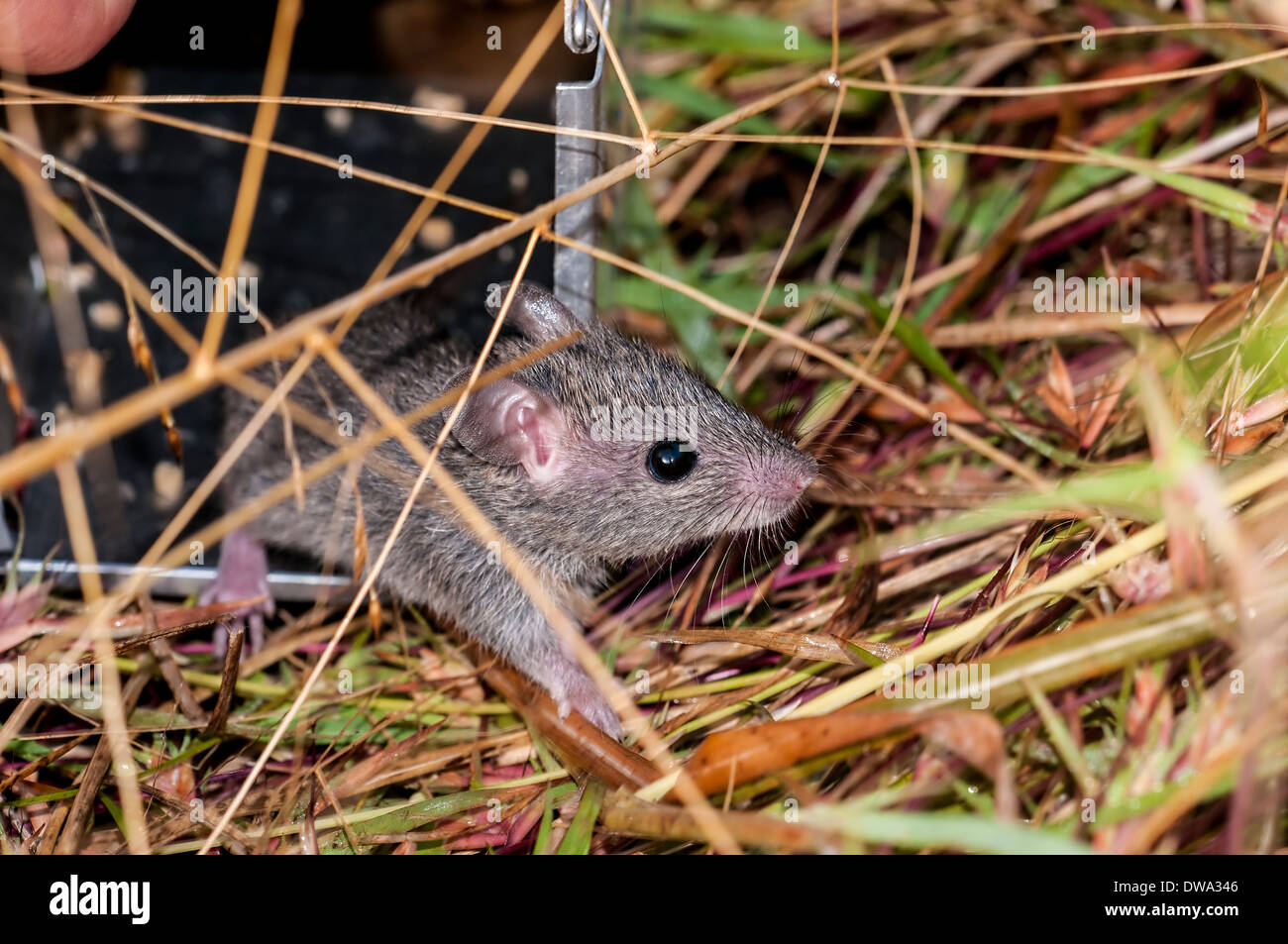 Australia desert mouse hi-res stock photography and images - Alamy