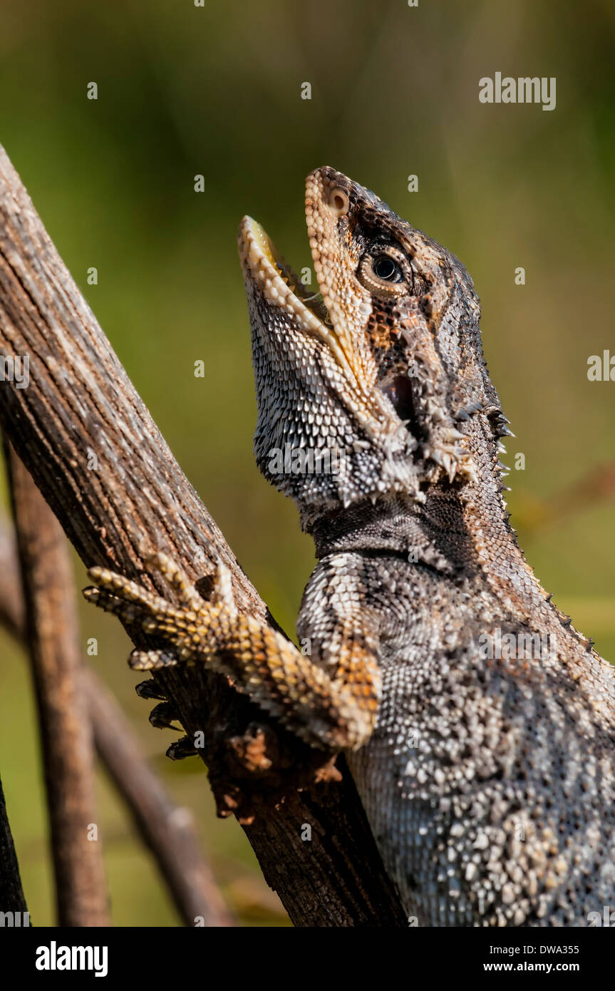 Wild eastern bearded dragon hi-res stock photography and images - Alamy