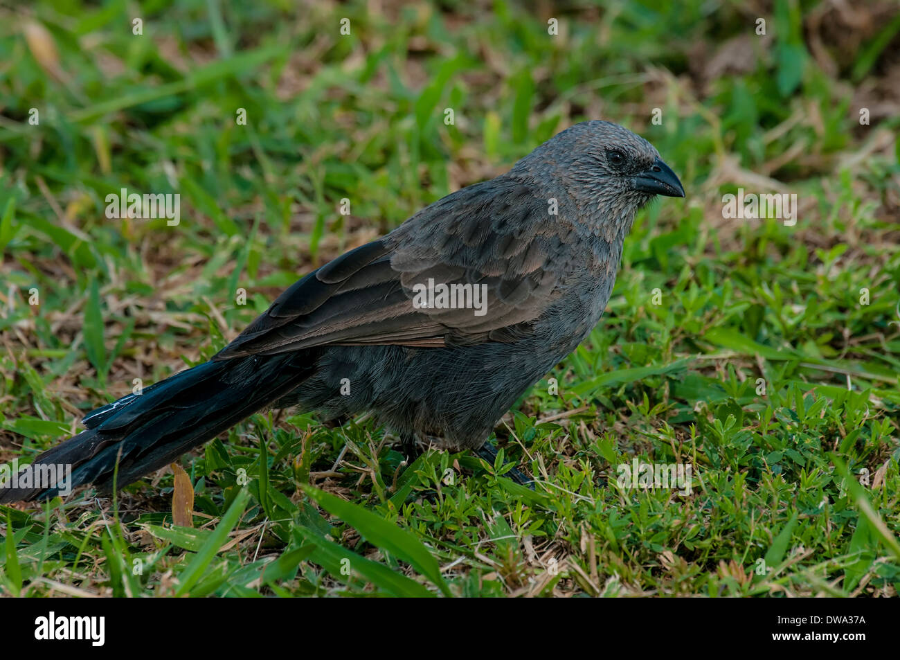 Apostlebird Struthidea cinerea Stock Photo - Alamy