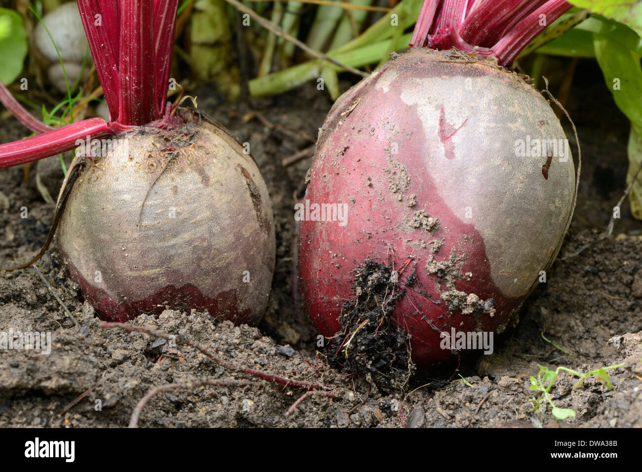 Beetroot garden hi-res stock photography and images - Alamy
