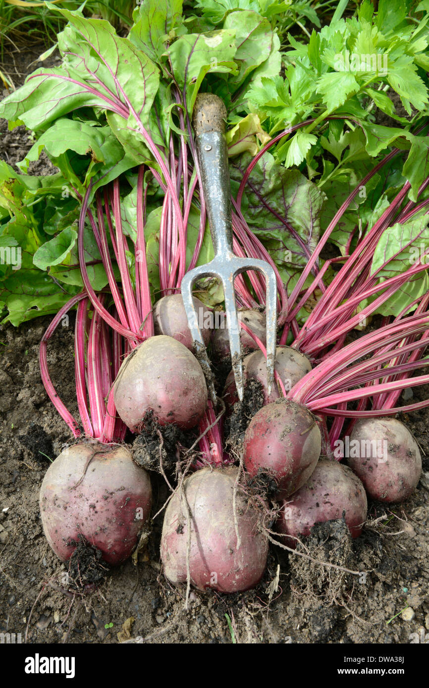 Beetroot garden hi-res stock photography and images - Alamy