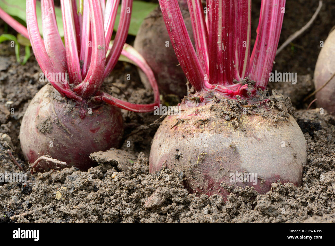 Beetroot plants outdoors hi-res stock photography and images - Alamy