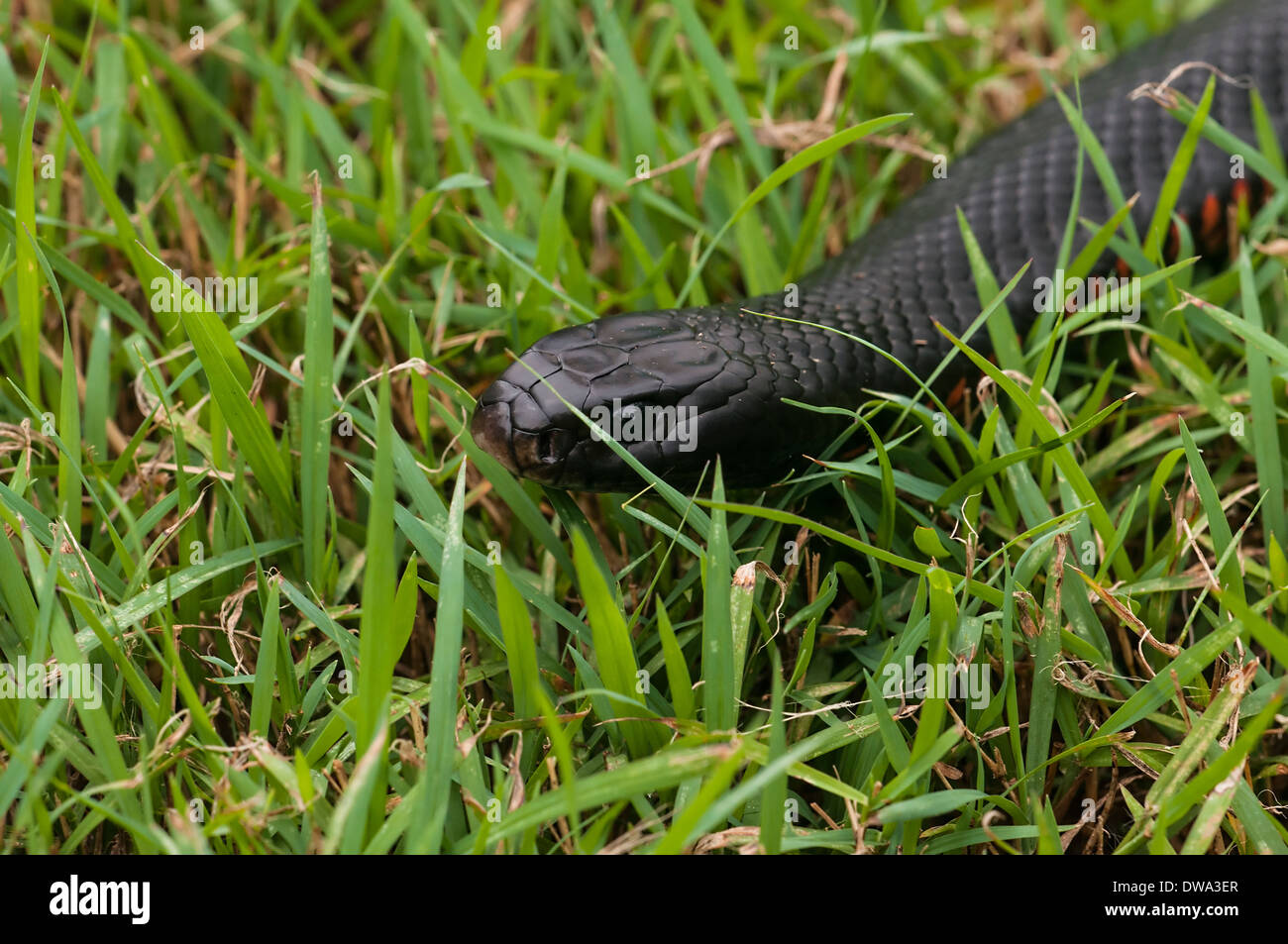 red bellied black snake Stock Photo - Alamy