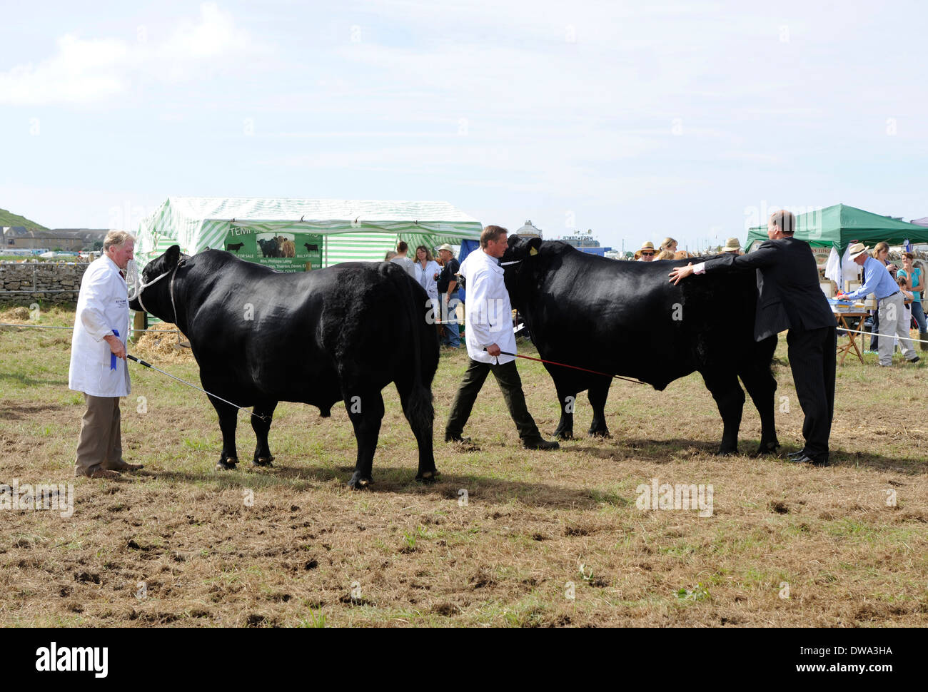 2 prize black bulls being judged at Melplash Agricultural Show ...
