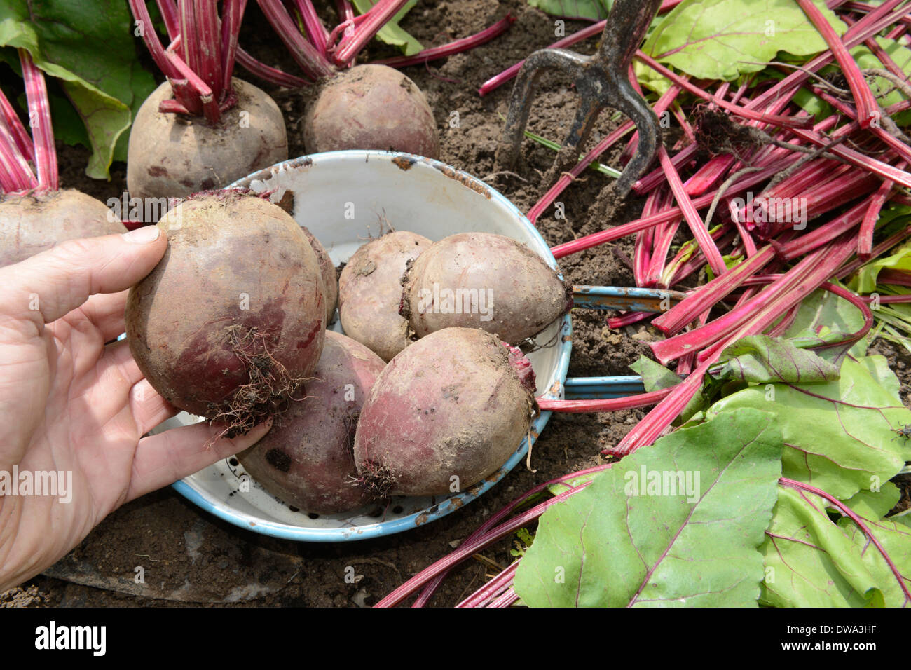 Beetroot plants outdoors hi-res stock photography and images - Alamy