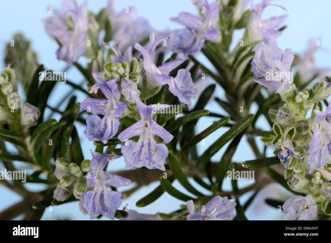 Rosemary image hi-res stock photography and images - Alamy