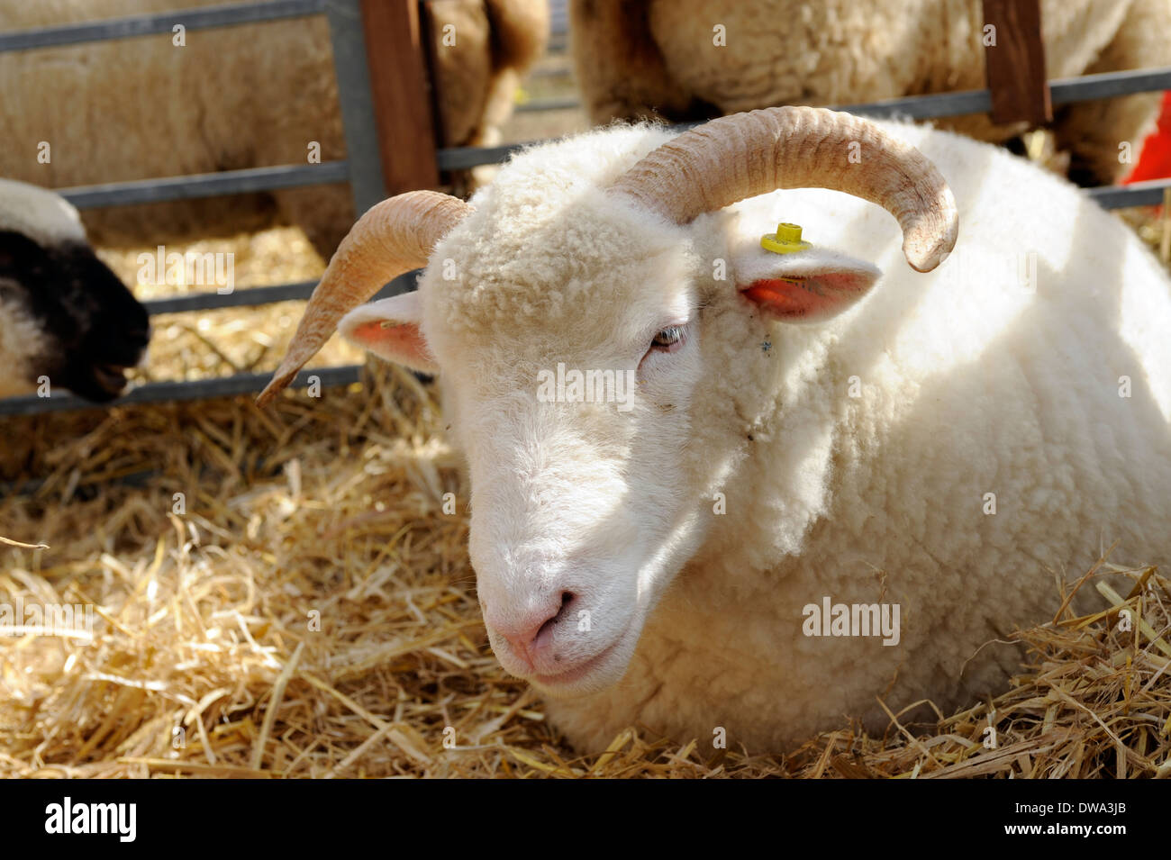 Show melplash hi-res stock photography and images - Alamy