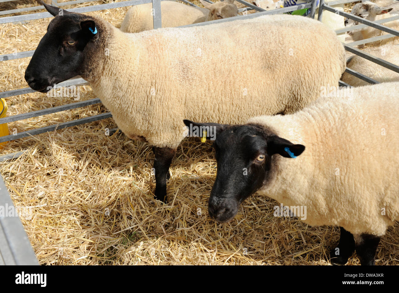 Melplash show hi-res stock photography and images - Alamy