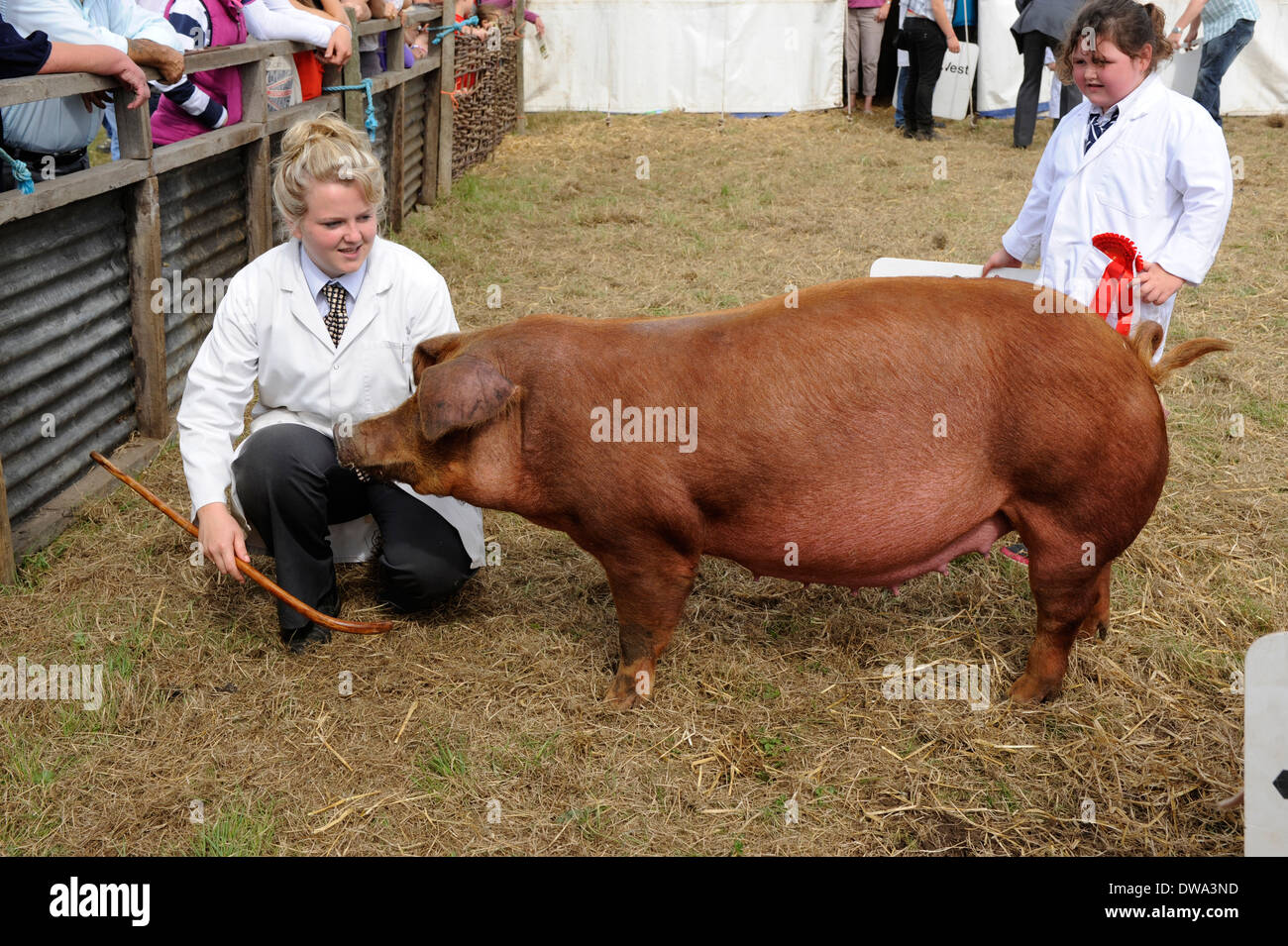 Prize pig at Melplash Agricultural Show Bridport Dorset Stock Photo - Alamy