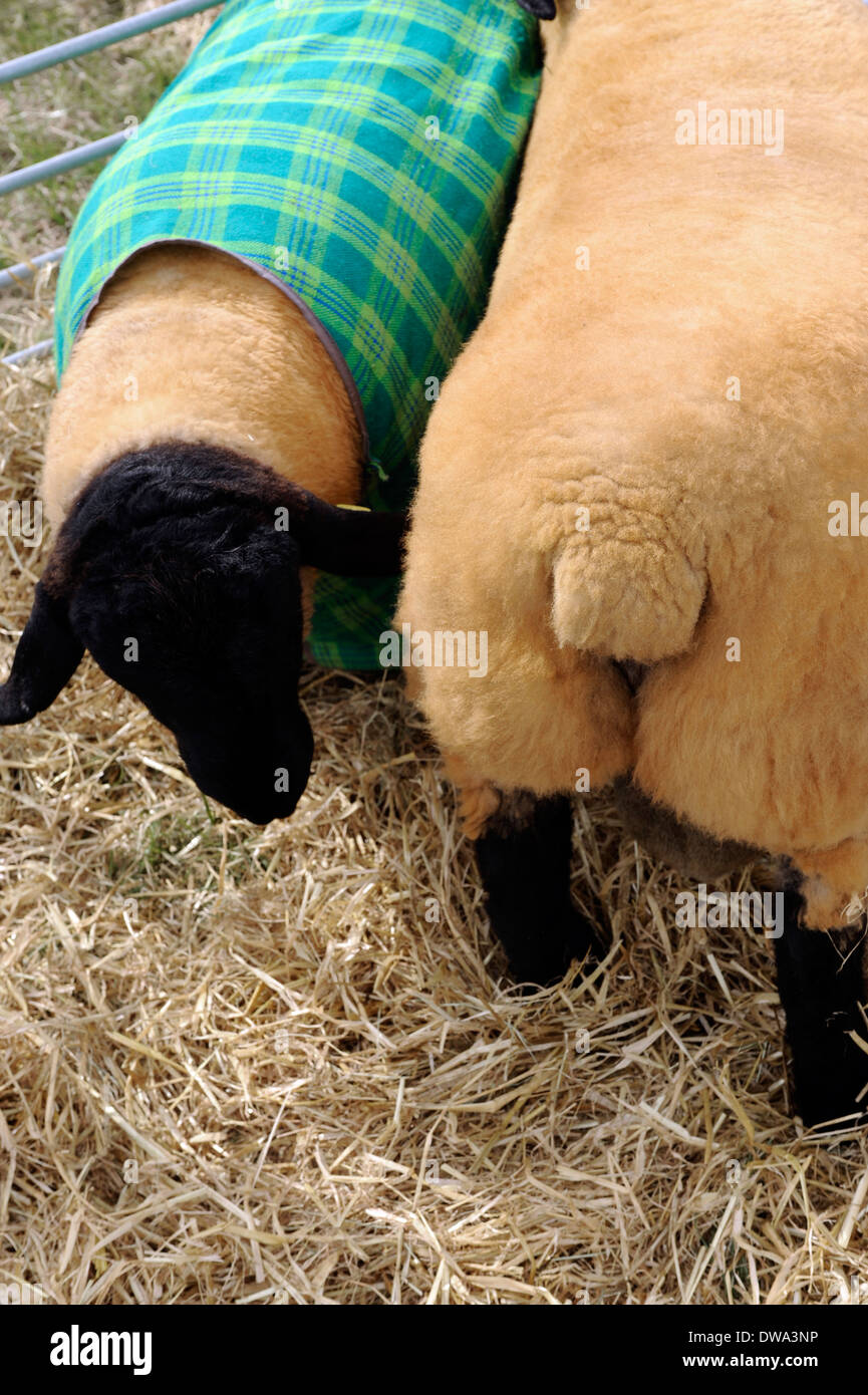 Show melplash hi-res stock photography and images - Alamy
