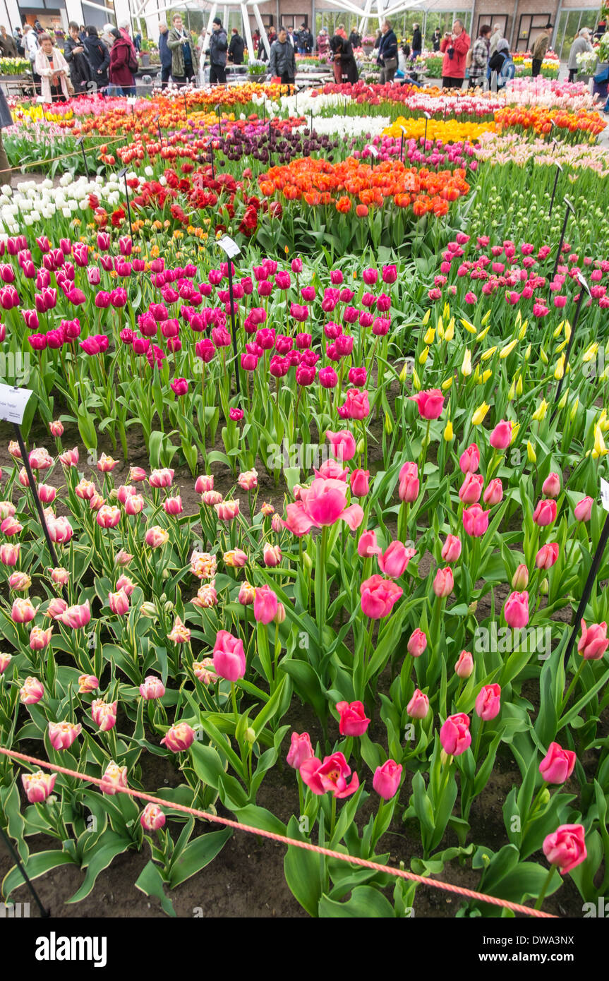 Annual tulip display hi-res stock photography and images - Alamy