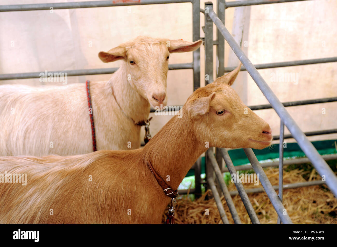 Show melplash hi-res stock photography and images - Alamy