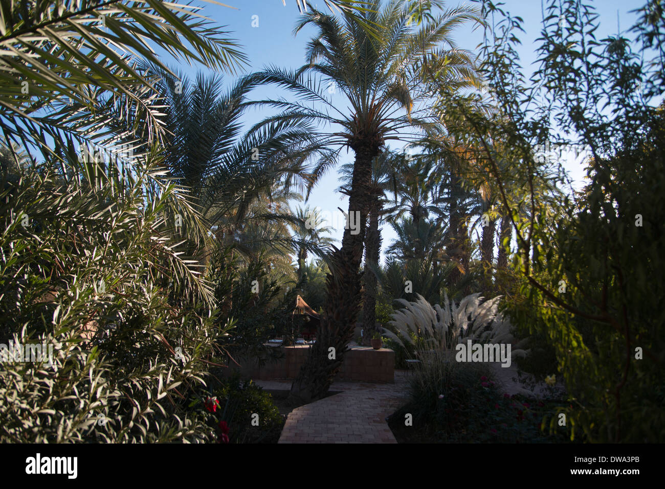 Agdz palm tree hi-res stock photography and images - Alamy