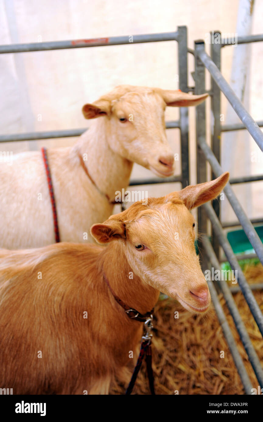 2 Goats at Melplash Agricultural Show Bridport Dorset Stock Photo - Alamy