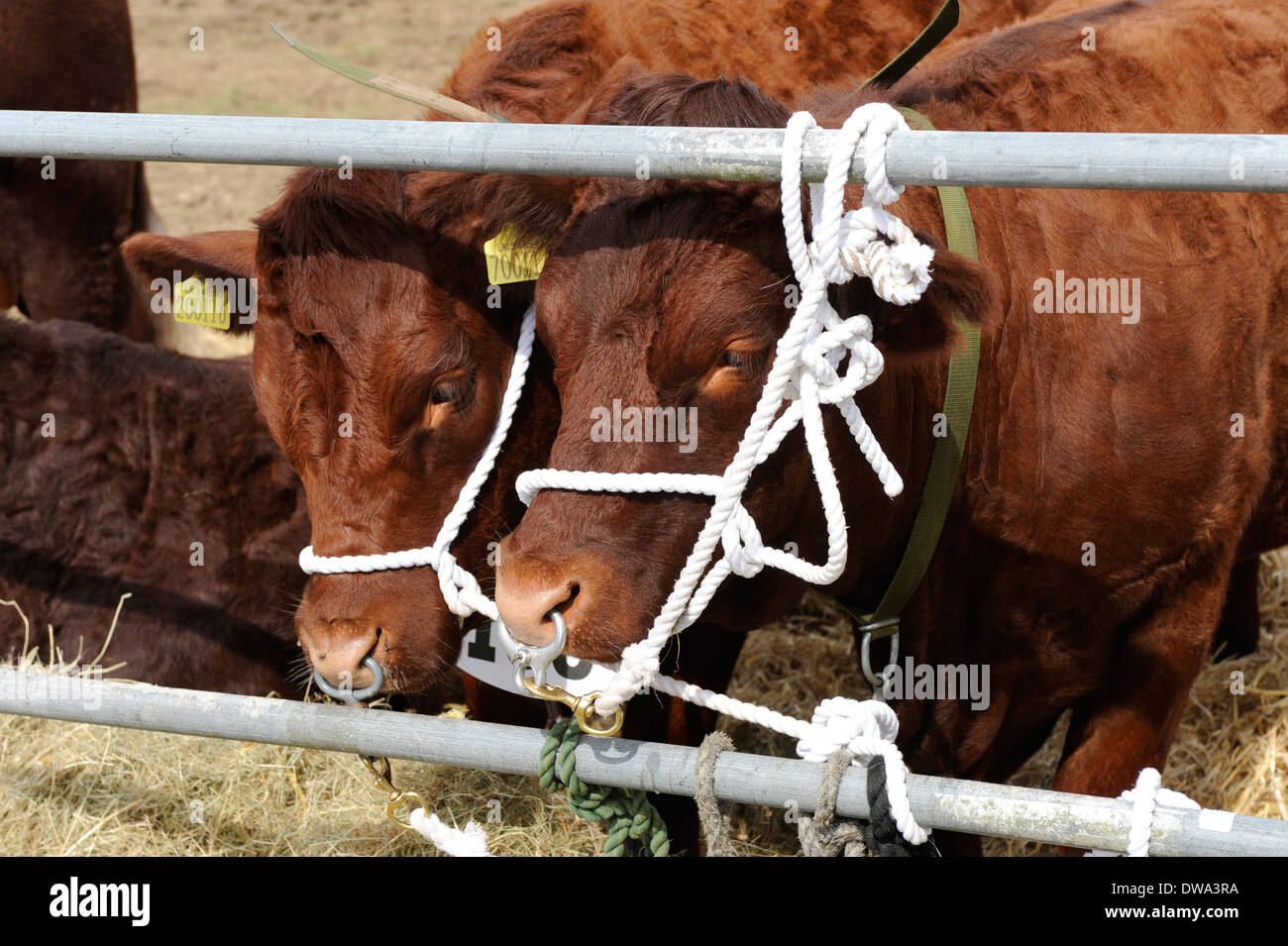 2 bulls tethered at the cattle lines at Melplash Agricutural Show ...
