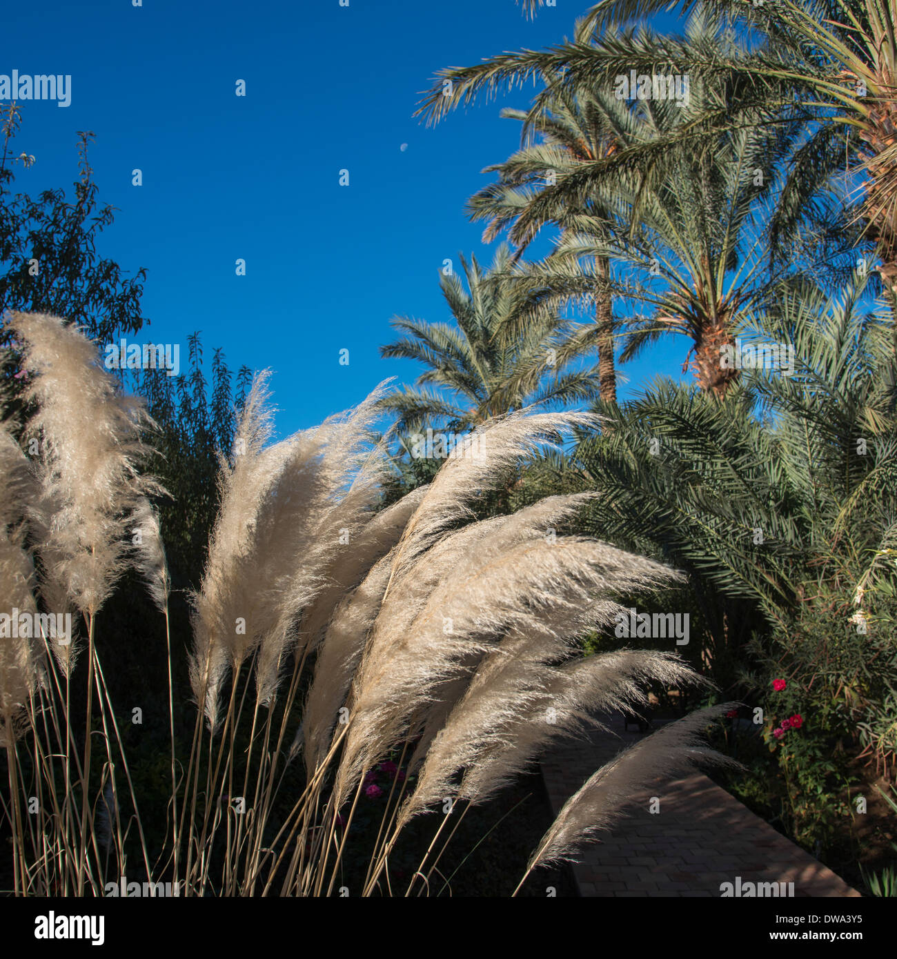 Common reed and palm trees at Dar Qamar, Agdz, Morocco Stock Photo - Alamy