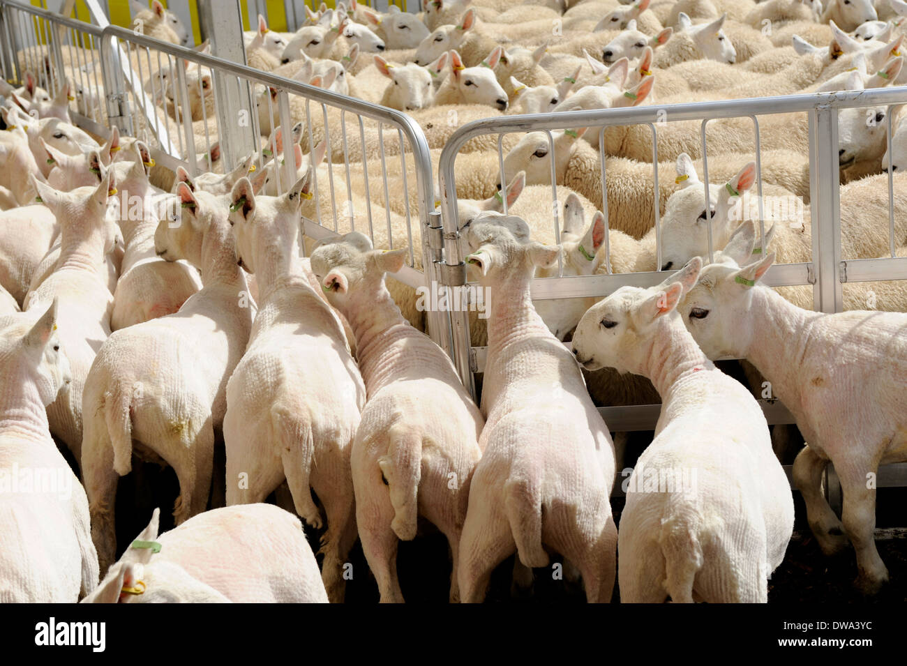 Newly shorn sheep hi-res stock photography and images - Alamy