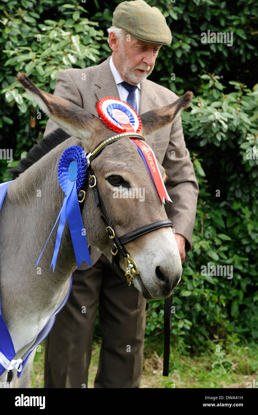 Prize winning donkey at Melplash Agricultural Show , Bridport, Dorset ...