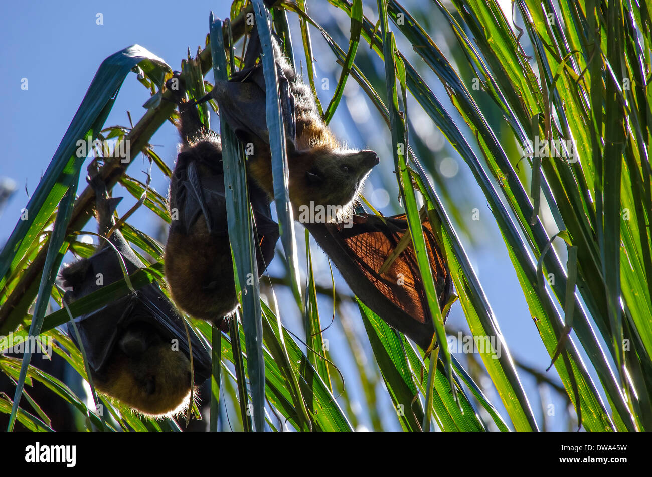 Grey headed flying fox Pteropus poliocephalus Stock Photo - Alamy