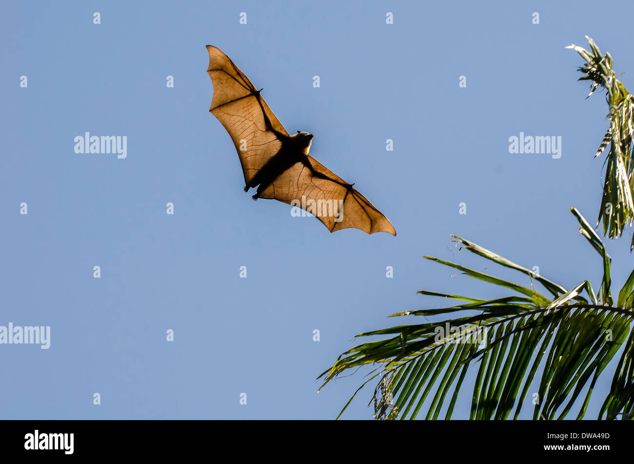 Flying fox bat face hi-res stock photography and images - Alamy