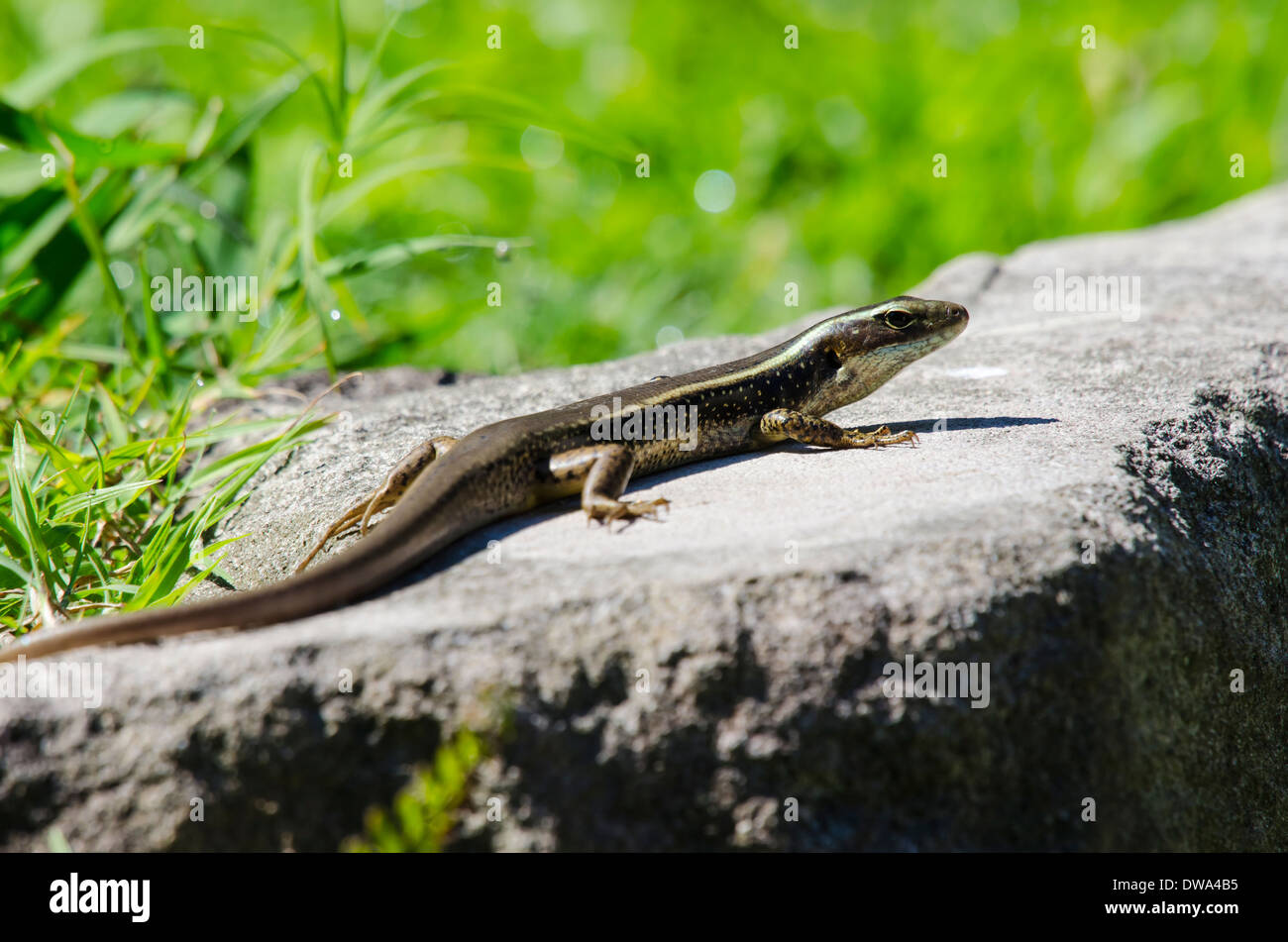 Golden skink hi-res stock photography and images - Alamy