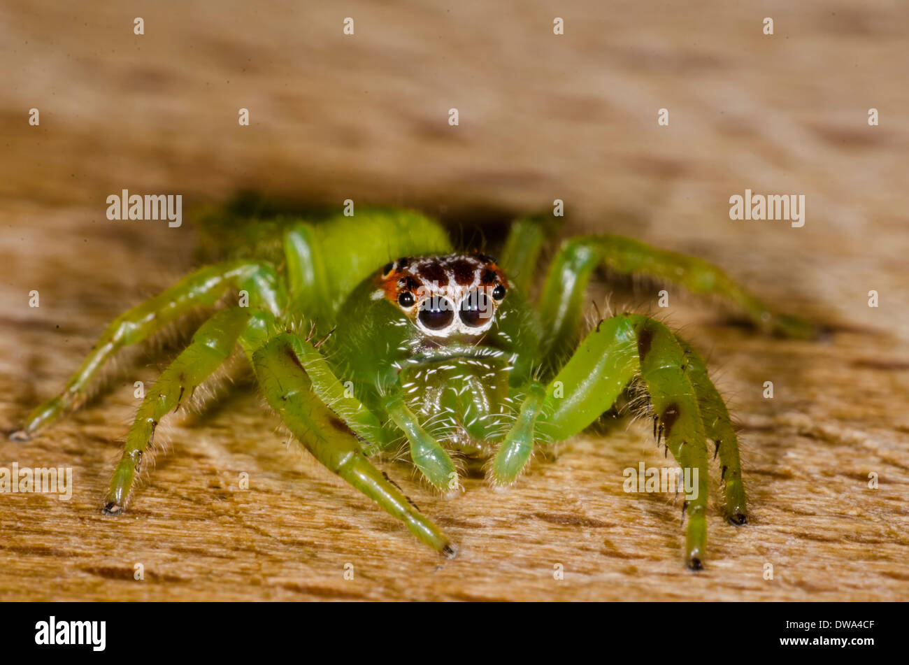 Australian jumping spider Mopsus mormon female Stock Photo - Alamy