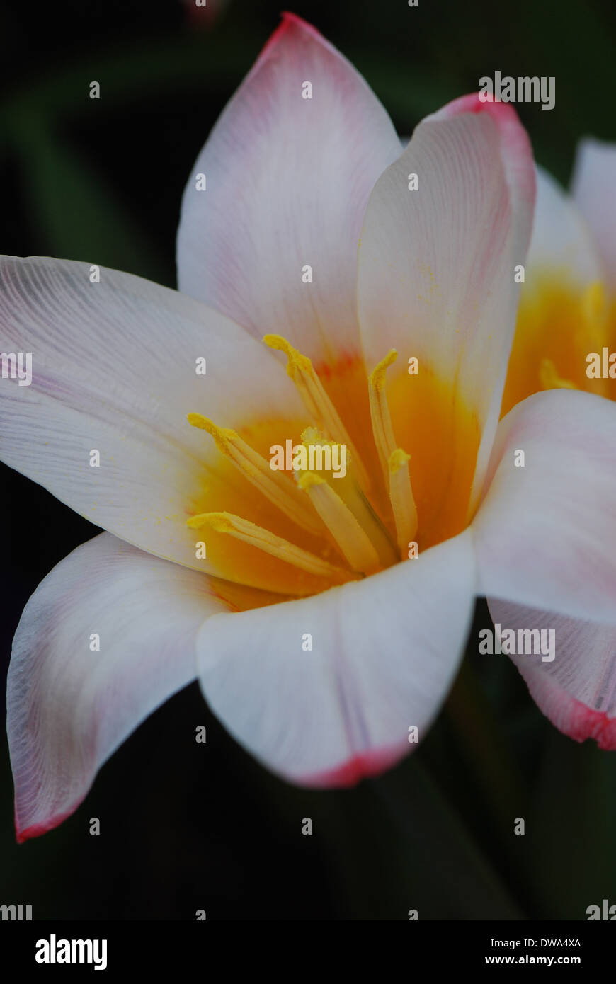 Petal markings hi-res stock photography and images - Alamy