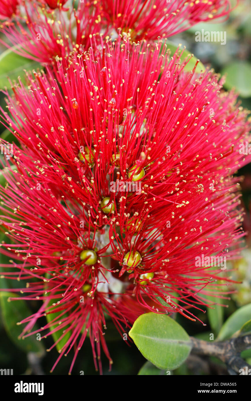 Shrub Native To New Zealand High Resolution Stock Photography and ...