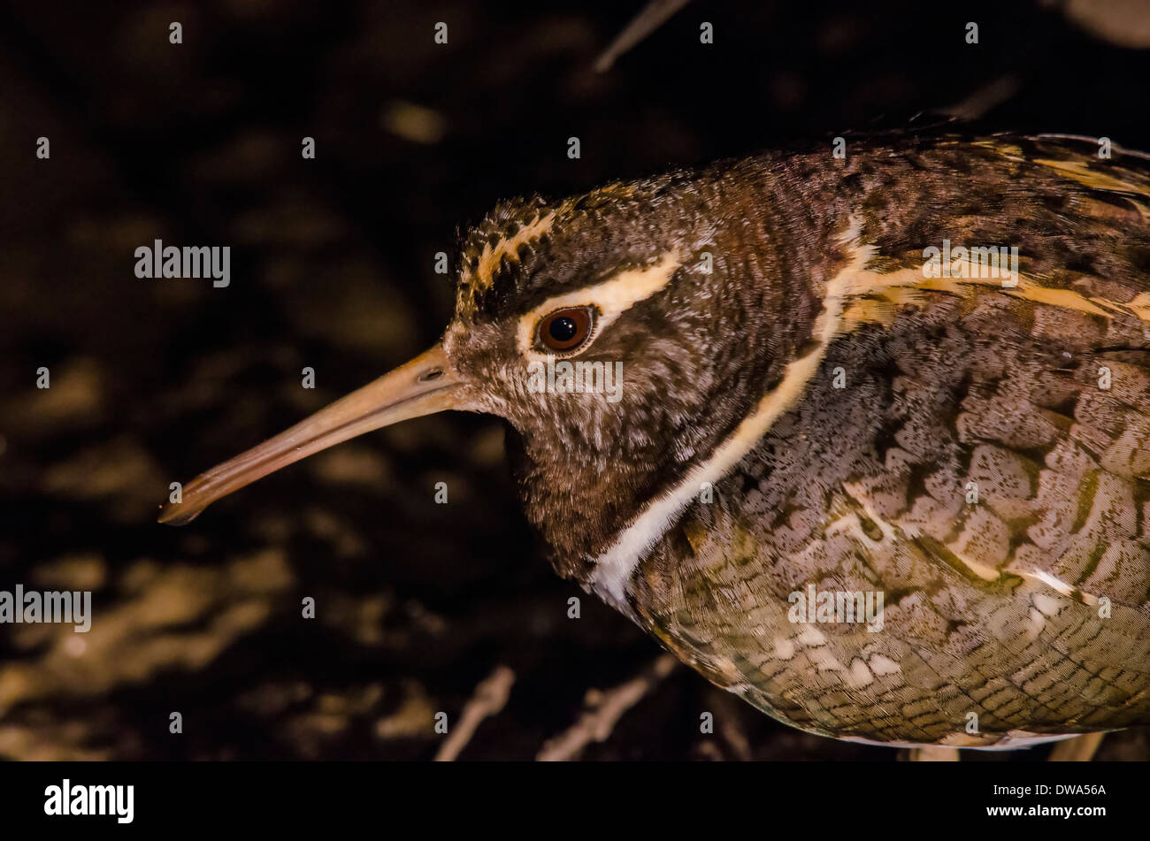 Australian Painted-snipe Rostratula australis Stock Photo - Alamy