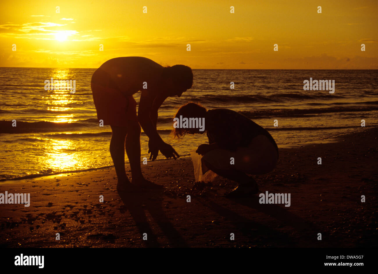 Gathering shells on the beach at sunset, Sanibel and Captiva Islands ...