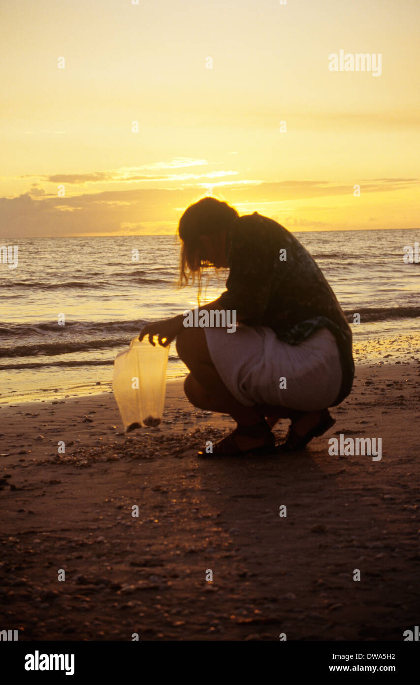 Gathering shells on the beach at sunset, Sanibel and Captiva Islands ...