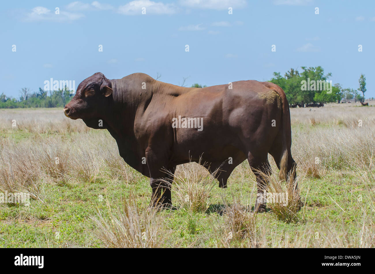 Droughtmaster Cattle
