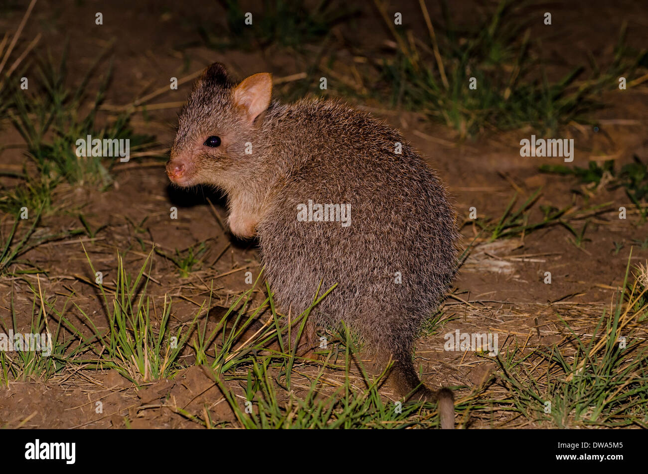 Bettong, australia hi-res stock photography and images - Alamy