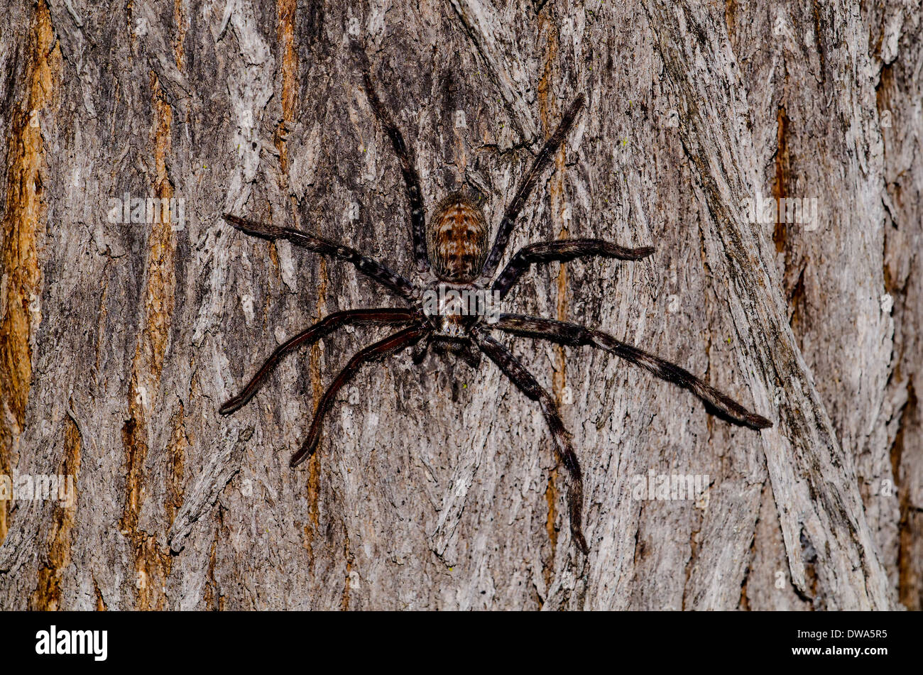 Brown Huntsman Spider Stock Photos & Brown Huntsman Spider Stock Images ...