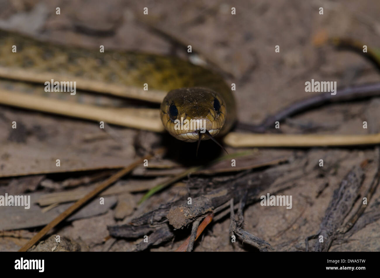 Australian tree snake hi-res stock photography and images - Alamy