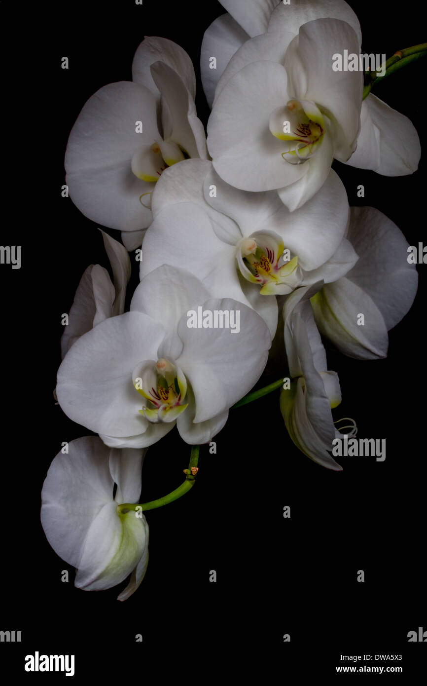 Multiple orchids hi-res stock photography and images - Alamy