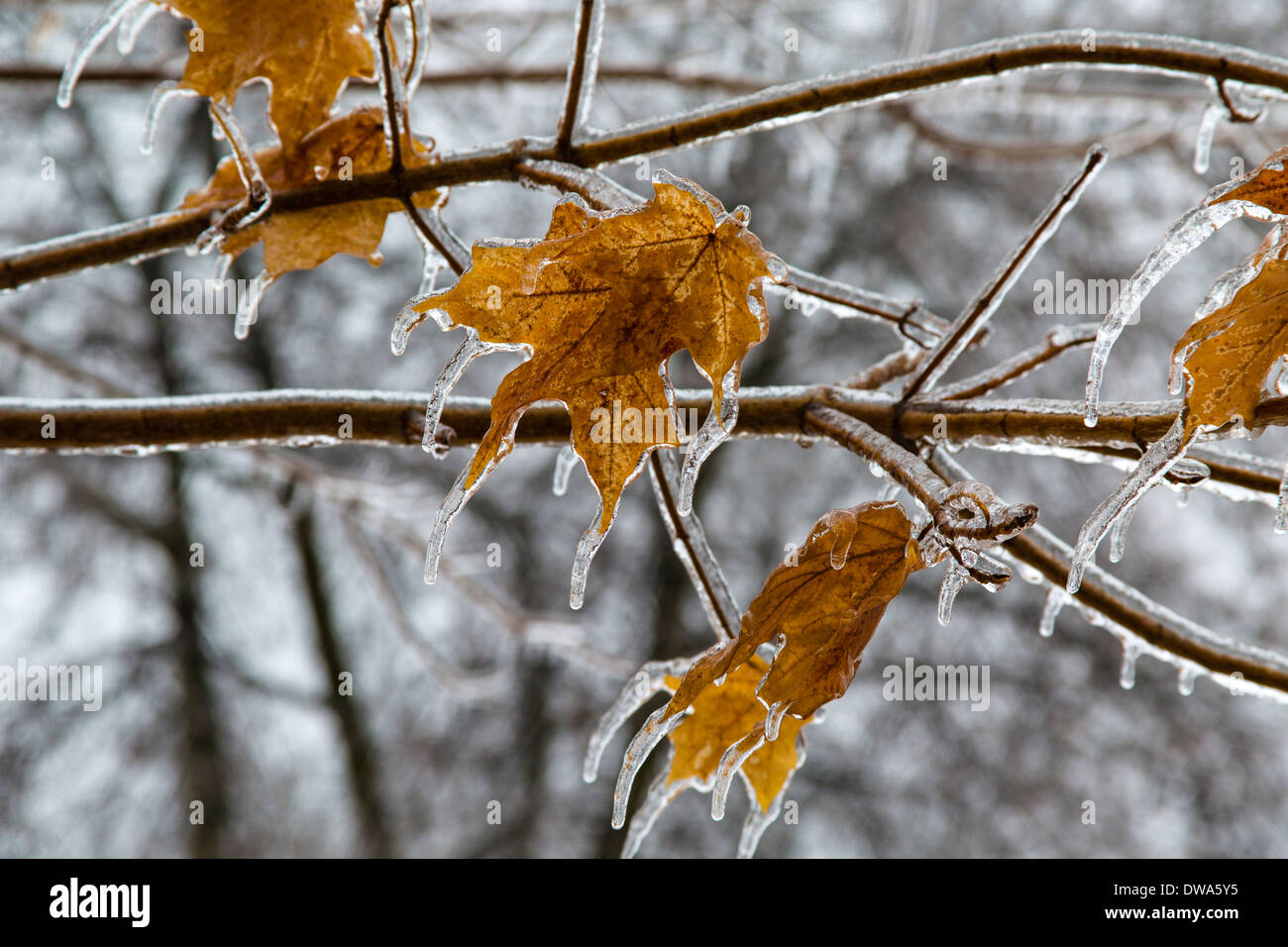 Ice leafs hi-res stock photography and images - Alamy