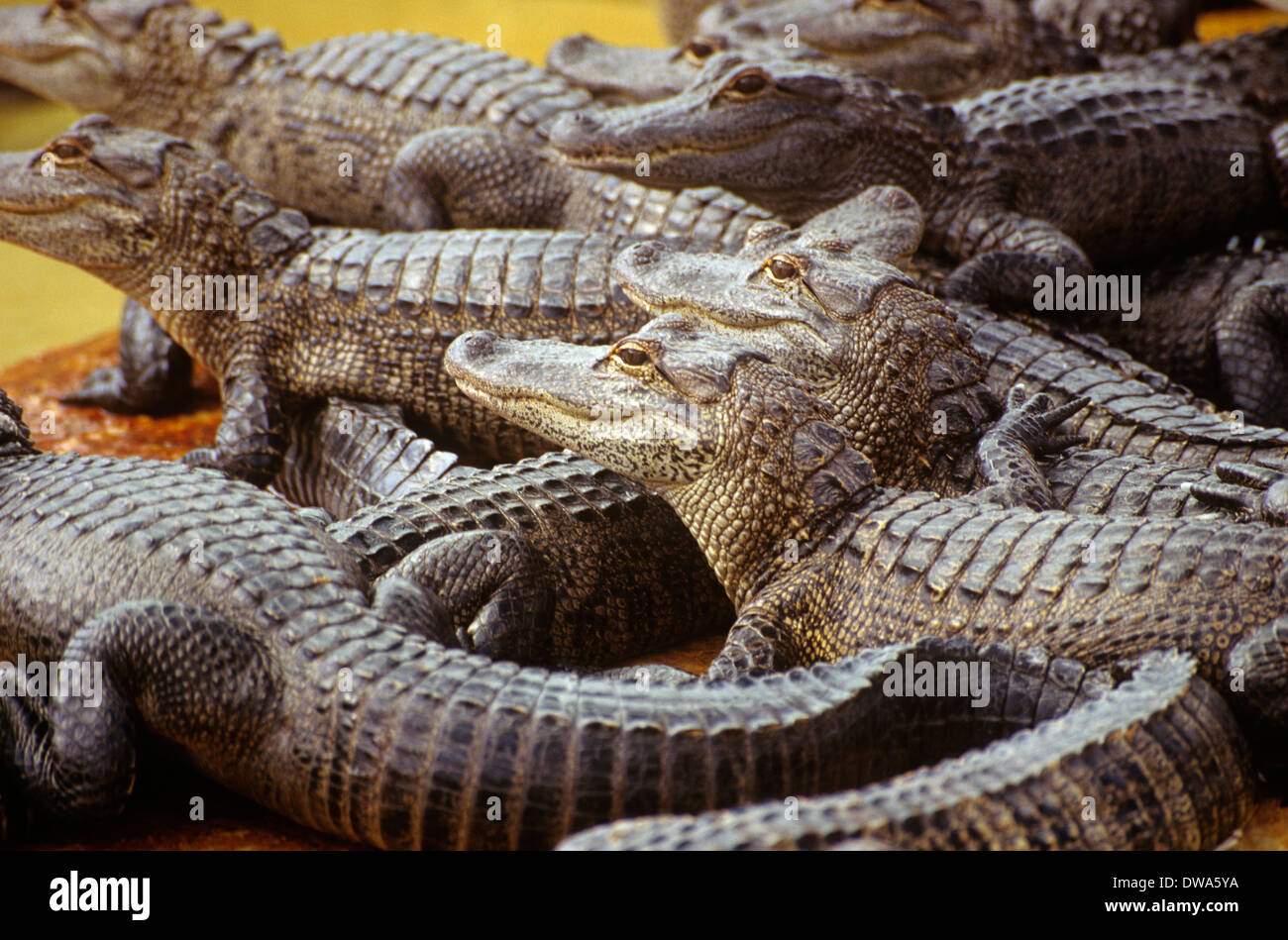 Miami florida alligator farm hi-res stock photography and images - Alamy