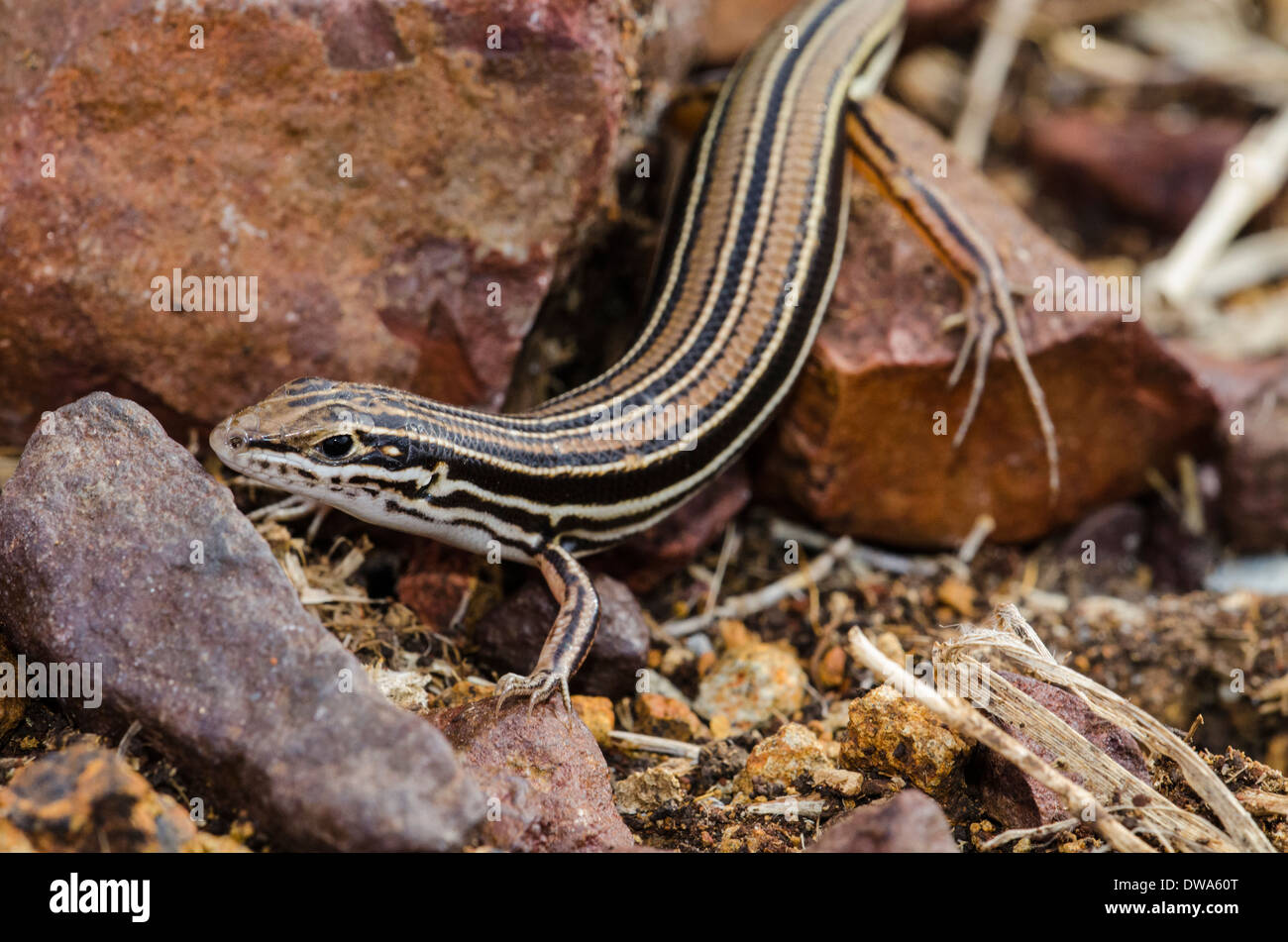 Australian native skink hi-res stock photography and images - Alamy