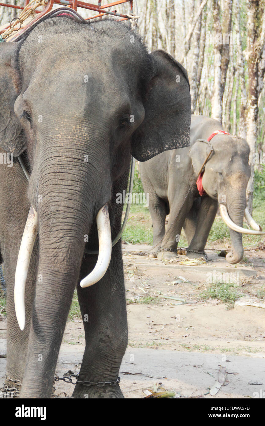 Elephants working on rubber tree plantation in Thailand Stock Photo - Alamy