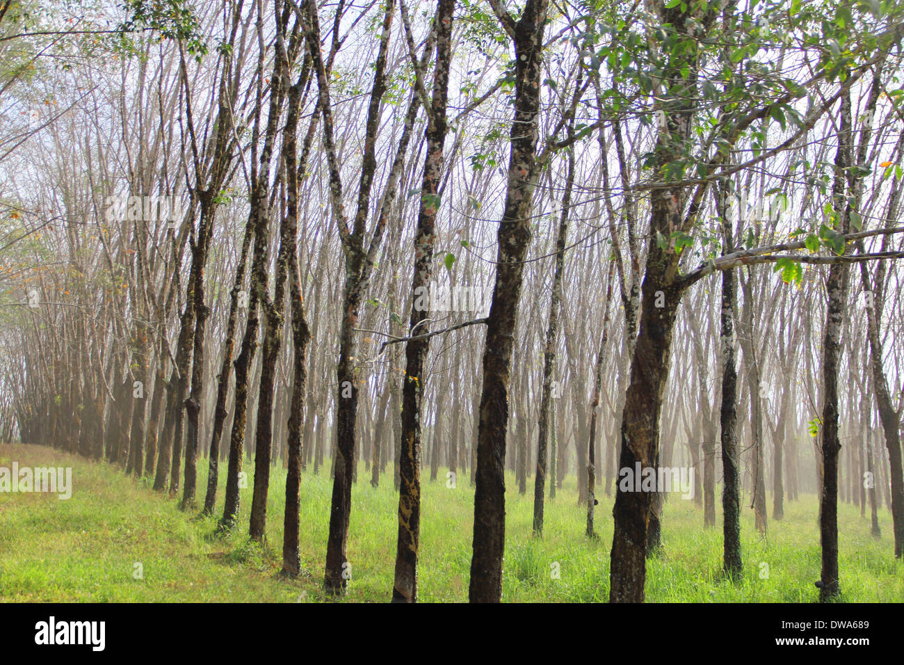 Rubber plant plantation with rows of cultivated trees Stock Photo - Alamy