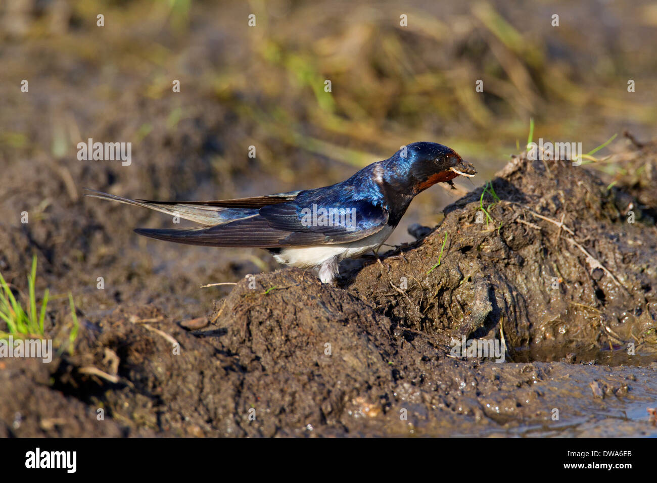 Barn swallow (Hirundo rustica) collecting mud in beak for nest building ...