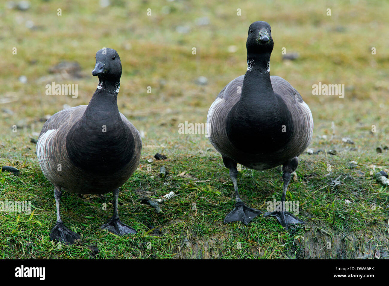 Brant goose hi-res stock photography and images - Alamy
