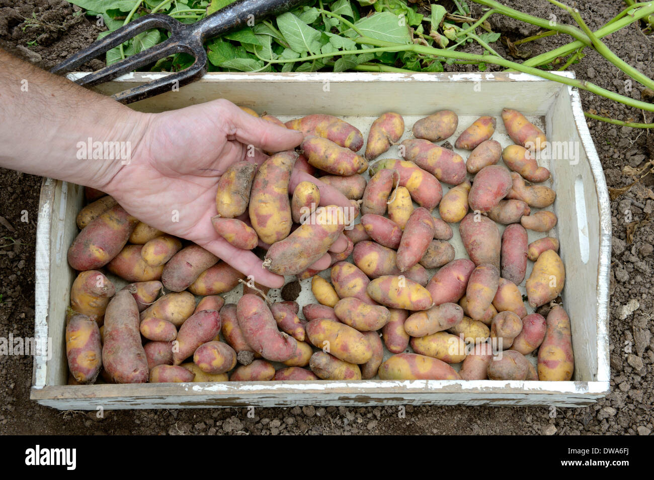 Potato Mayan Twilight Stock Photo - Alamy