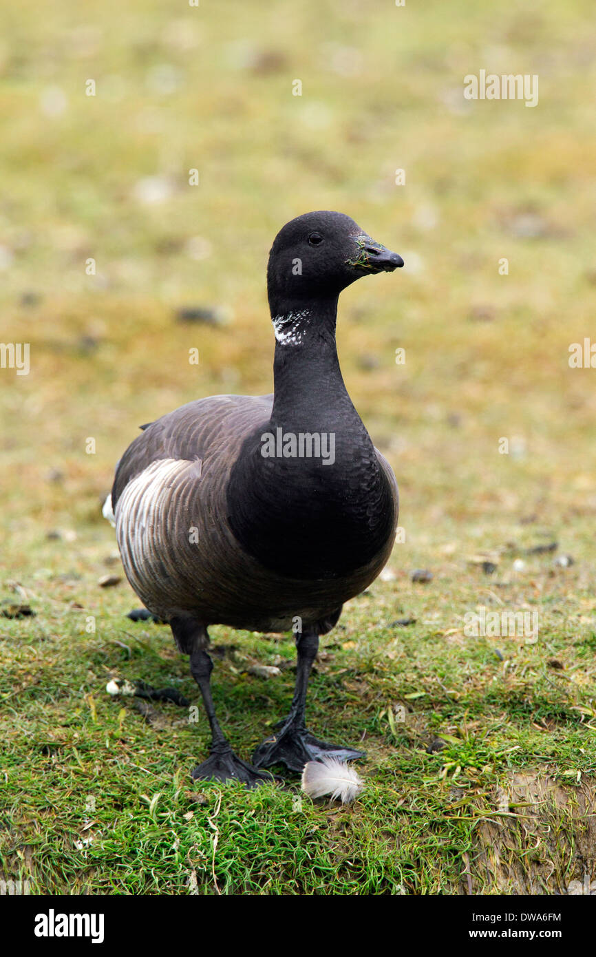Brant goose / Brent goose (Branta bernicla) foraging on salt marsh ...