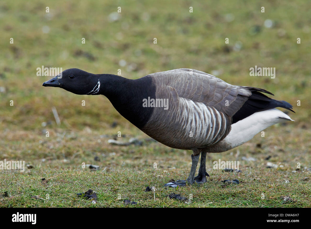 Brant goose hi-res stock photography and images - Alamy