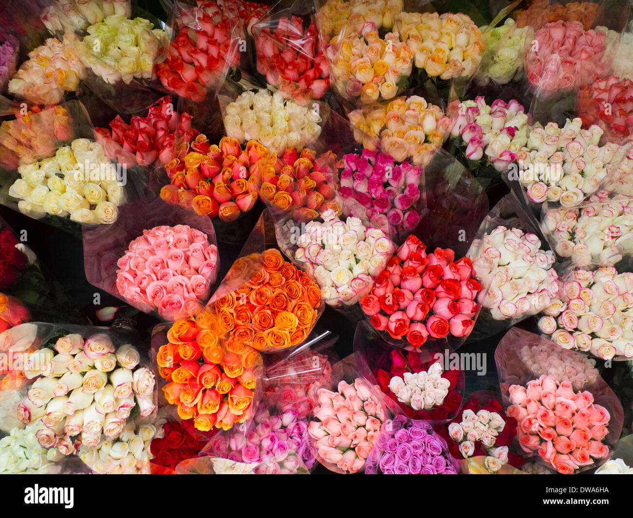 Bunches of pink roses hi-res stock photography and images - Alamy