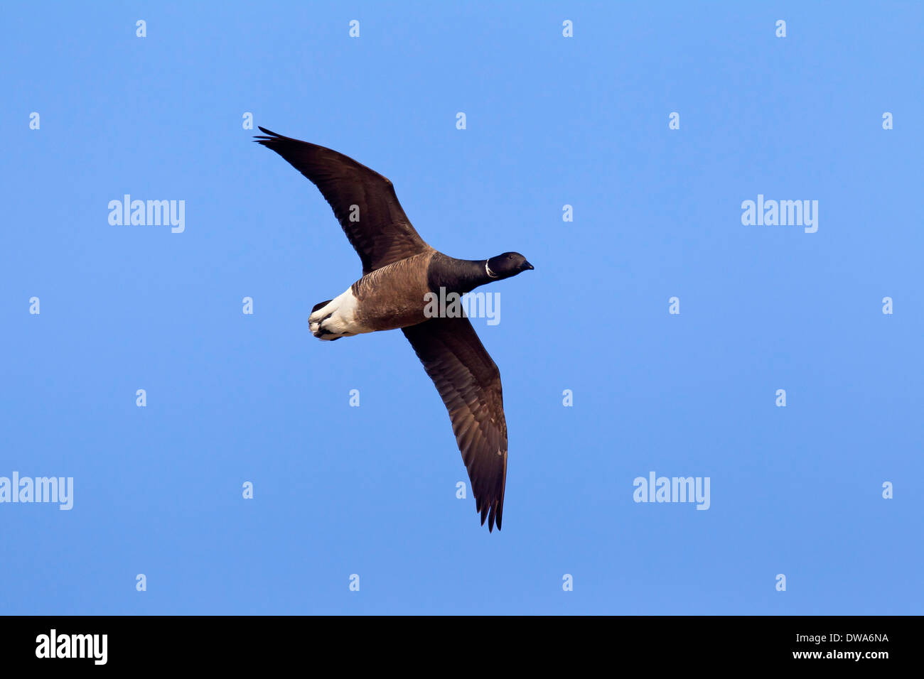 Brant goose flight hi-res stock photography and images - Alamy