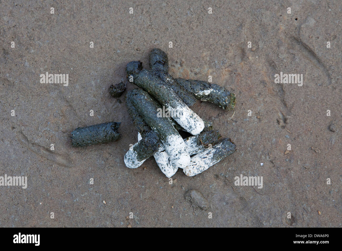 Goose faeces hi-res stock photography and images - Alamy