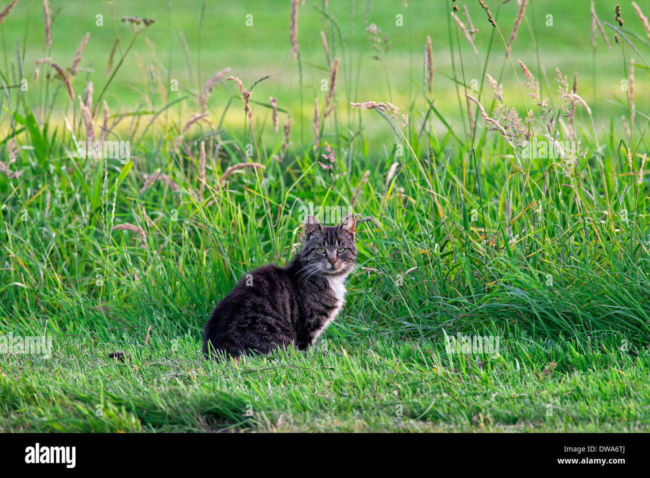 Domestic cat (Felis silvestris catus) in meadow ready to go hunting ...